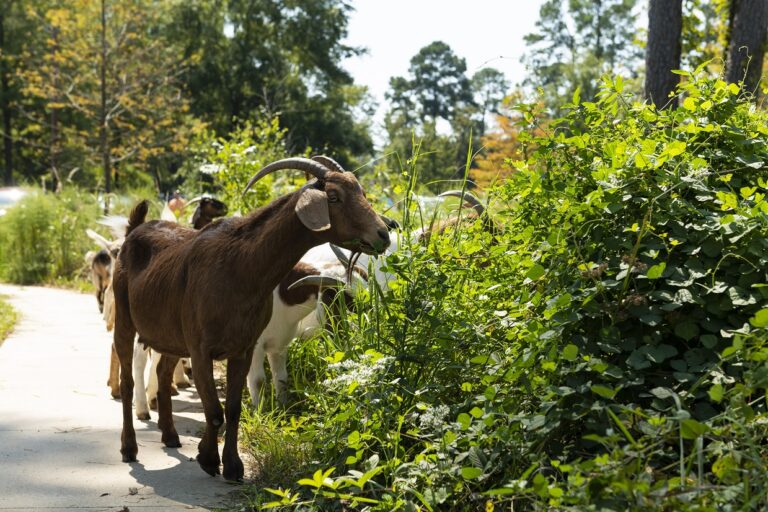 Houston Arboretum & Nature Center - Houston Arboretum & Nature Center