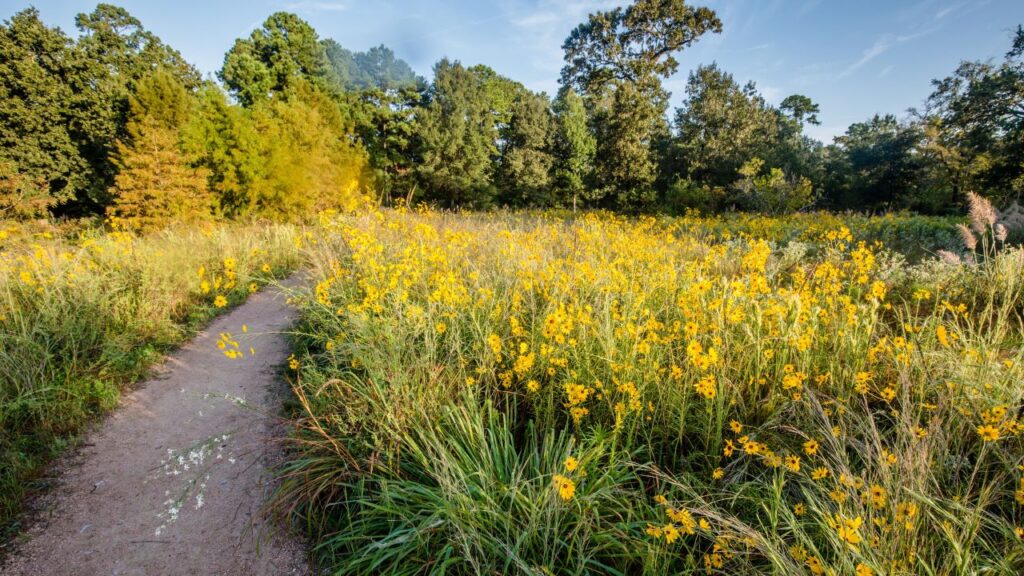 Discover - Houston Arboretum & Nature Center