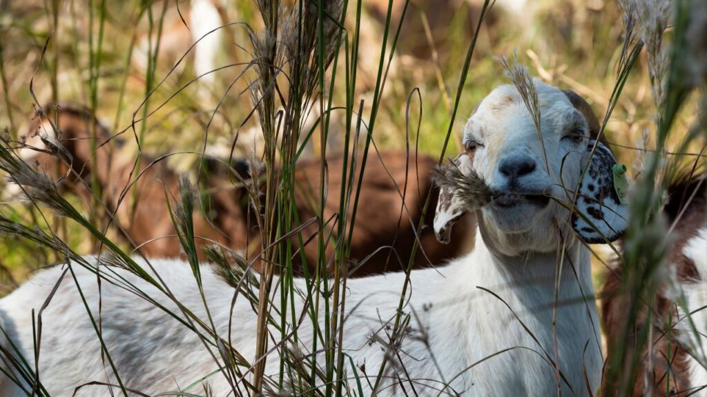 Conservation - Houston Arboretum & Nature Center