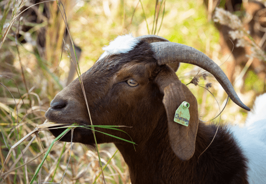 A New Lizard in Town - the Cuban Brown Anole and its effect on our ...