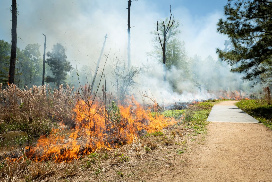 Prescribed Fire - Houston Arboretum & Nature Center