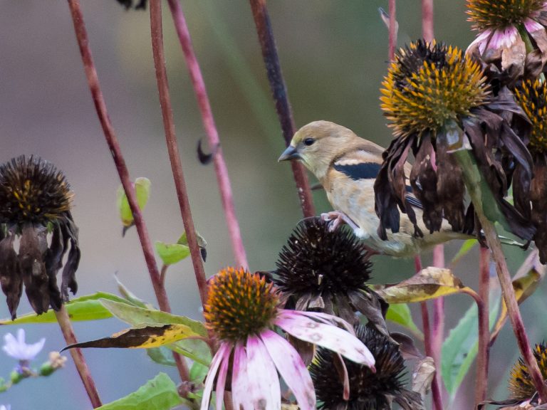 Attracting Birds with Native Plants - Houston Arboretum & Nature Center