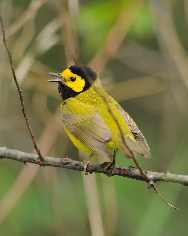 Birding as Citizen Science - Houston Arboretum & Nature Center