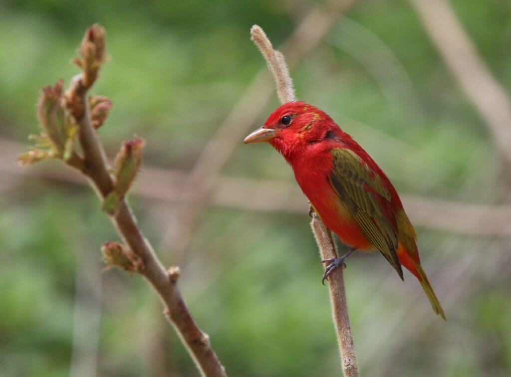 Birding as Citizen Science - Houston Arboretum & Nature Center