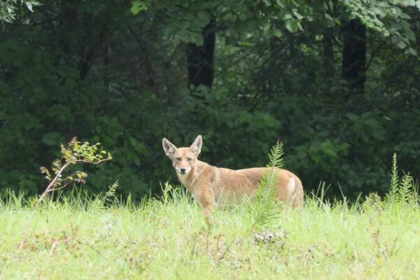 The Dog Days of Summer - Houston Arboretum & Nature Center