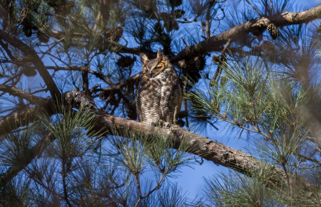 The Great Owl Rescue - Houston Arboretum & Nature Center
