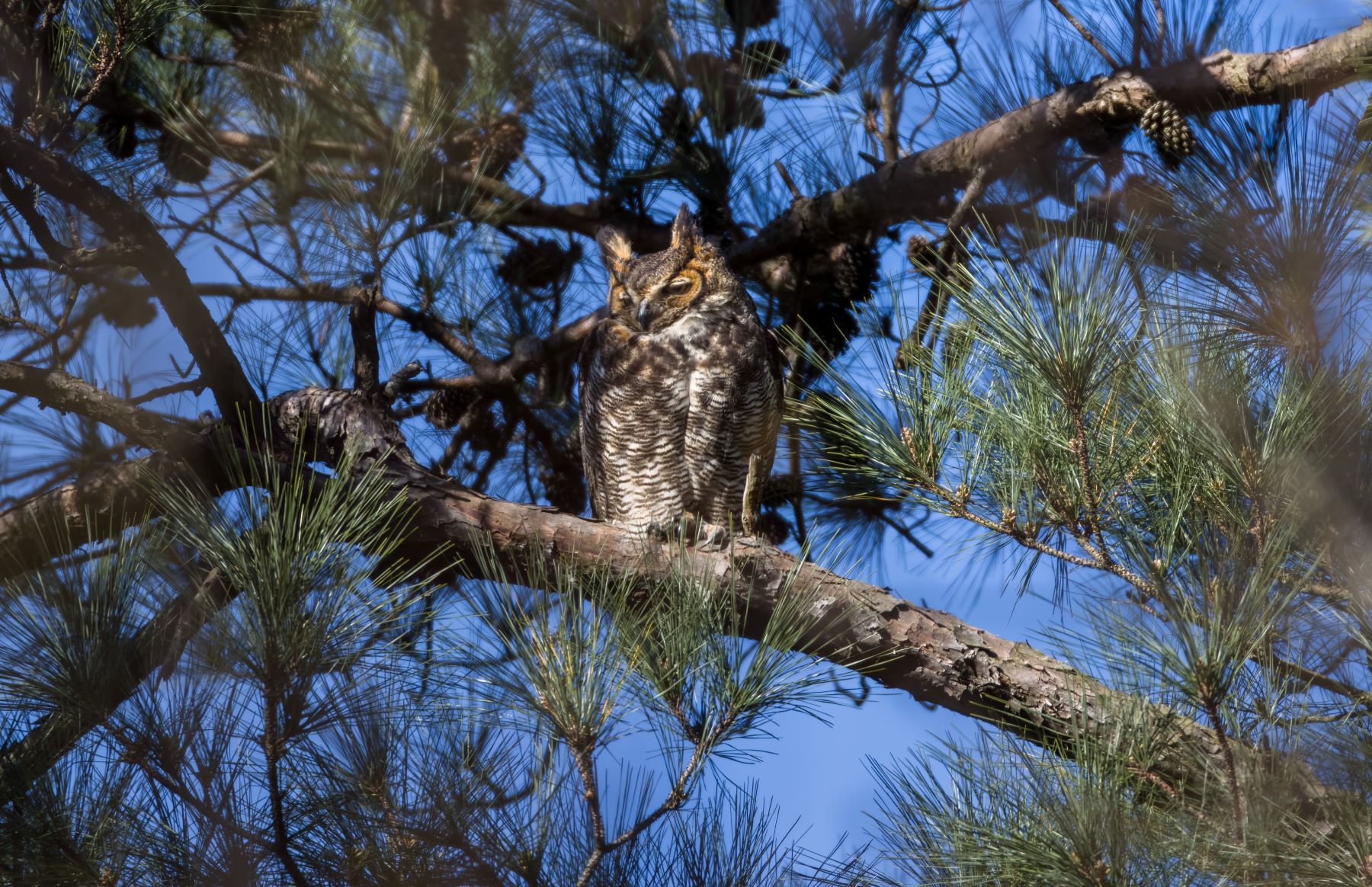 The Great Owl Rescue - Houston Arboretum & Nature Center