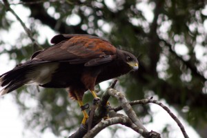 HAWK WALK With Live Birds of Prey - Houston Arboretum