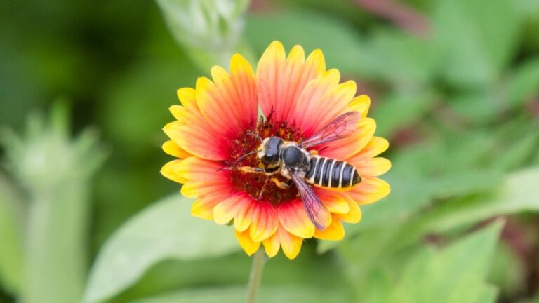 DIY Pollinator Container Garden - Houston Arboretum & Nature Center