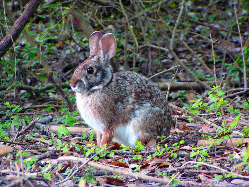 The Arboretum's Booming Bunny Population - Houston Arboretum & Nature ...