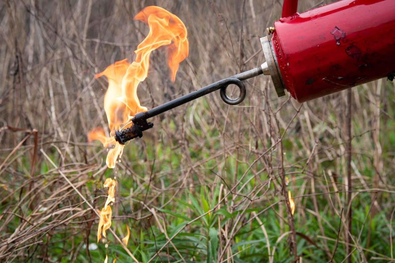 Inside a Prescribed Fire - Houston Arboretum & Nature Center