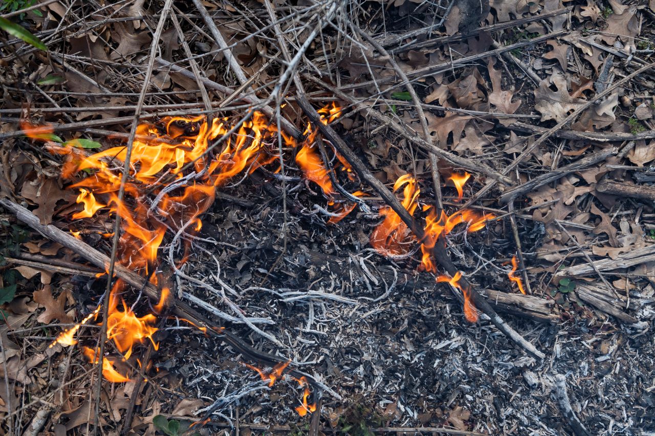 Inside a Prescribed Fire - Houston Arboretum & Nature Center