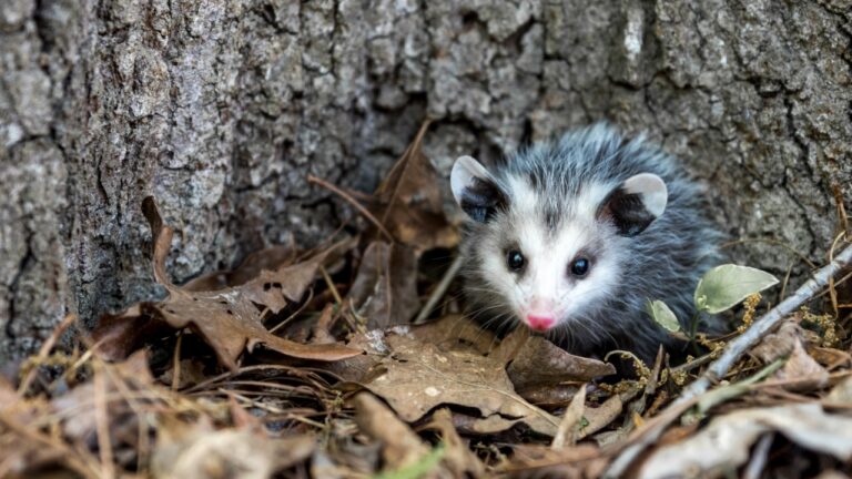 Family Owl Prowl - Houston Arboretum & Nature Center